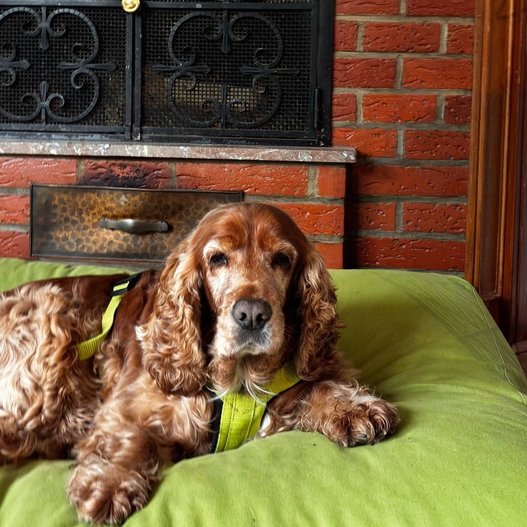 Best Couches for Dog Owners: Top Picks for Pet-Friendly Comfort ...