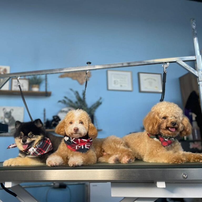 15 Gorgeous Dog Grooming Salon Ideas for the Ultimate Pet Spa Vibe ...