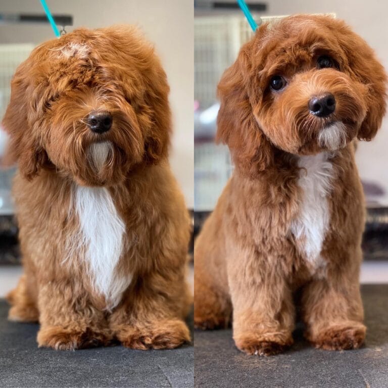 Teddy Bear Dog Haircut Ideas: The Ultimate Guide to an Adorable Look ...