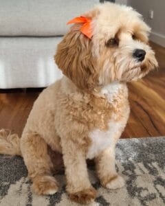 Cavapoo Haircuts: How to Keep That Teddy Bear Look Year-Round - Animalsman