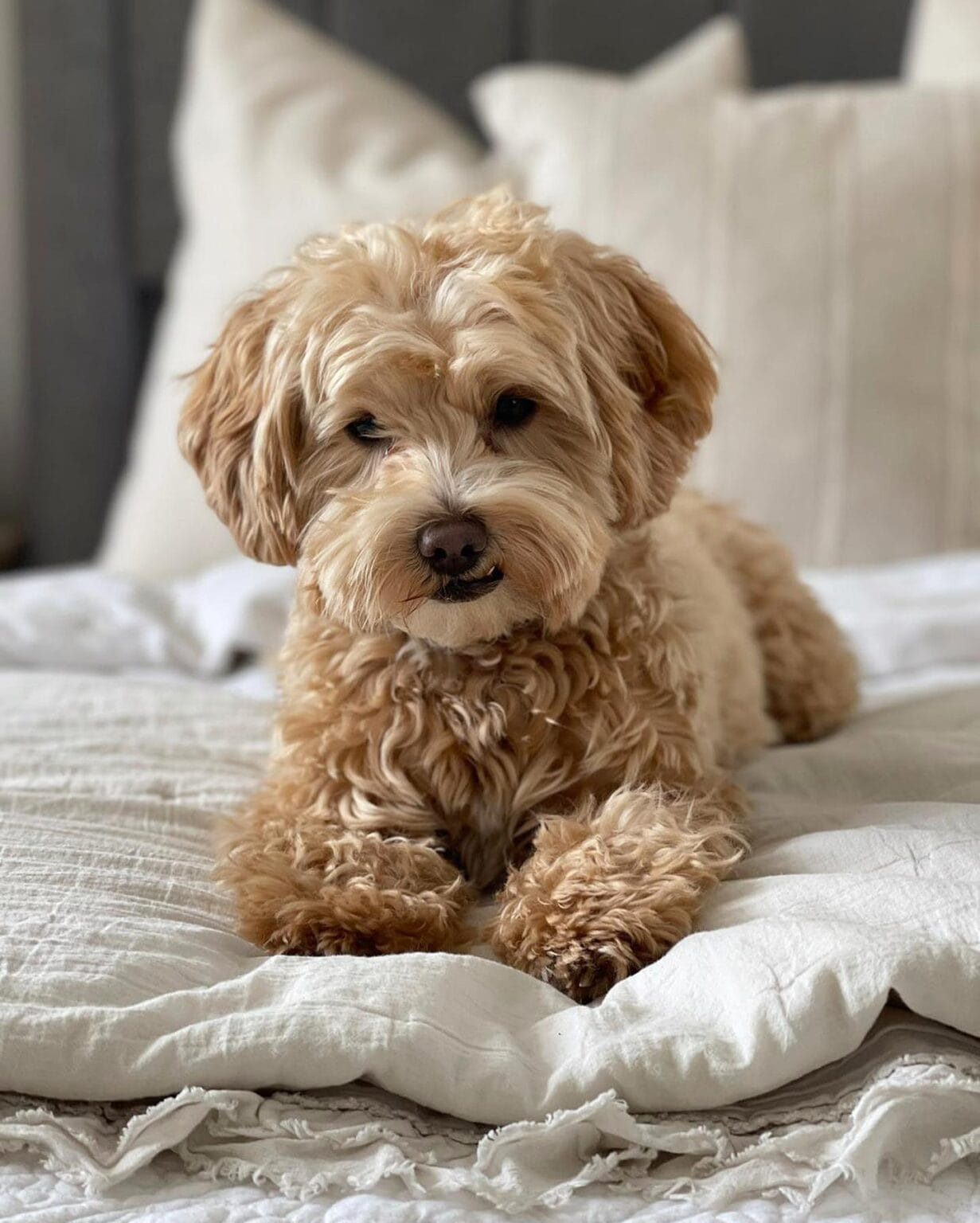 Cavapoo Haircuts: How to Keep That Teddy Bear Look Year-Round - Animalsman
