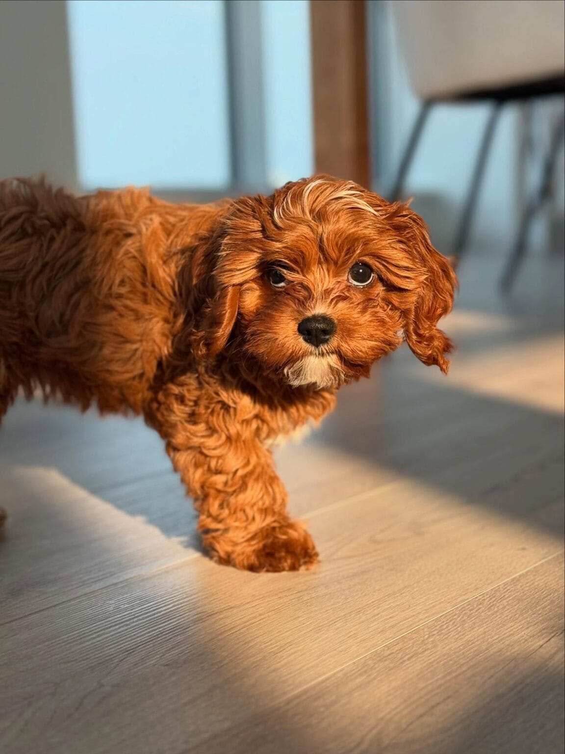 Cavapoo Haircut Styles: Best Grooming Ideas for Your Pup - Animalsman