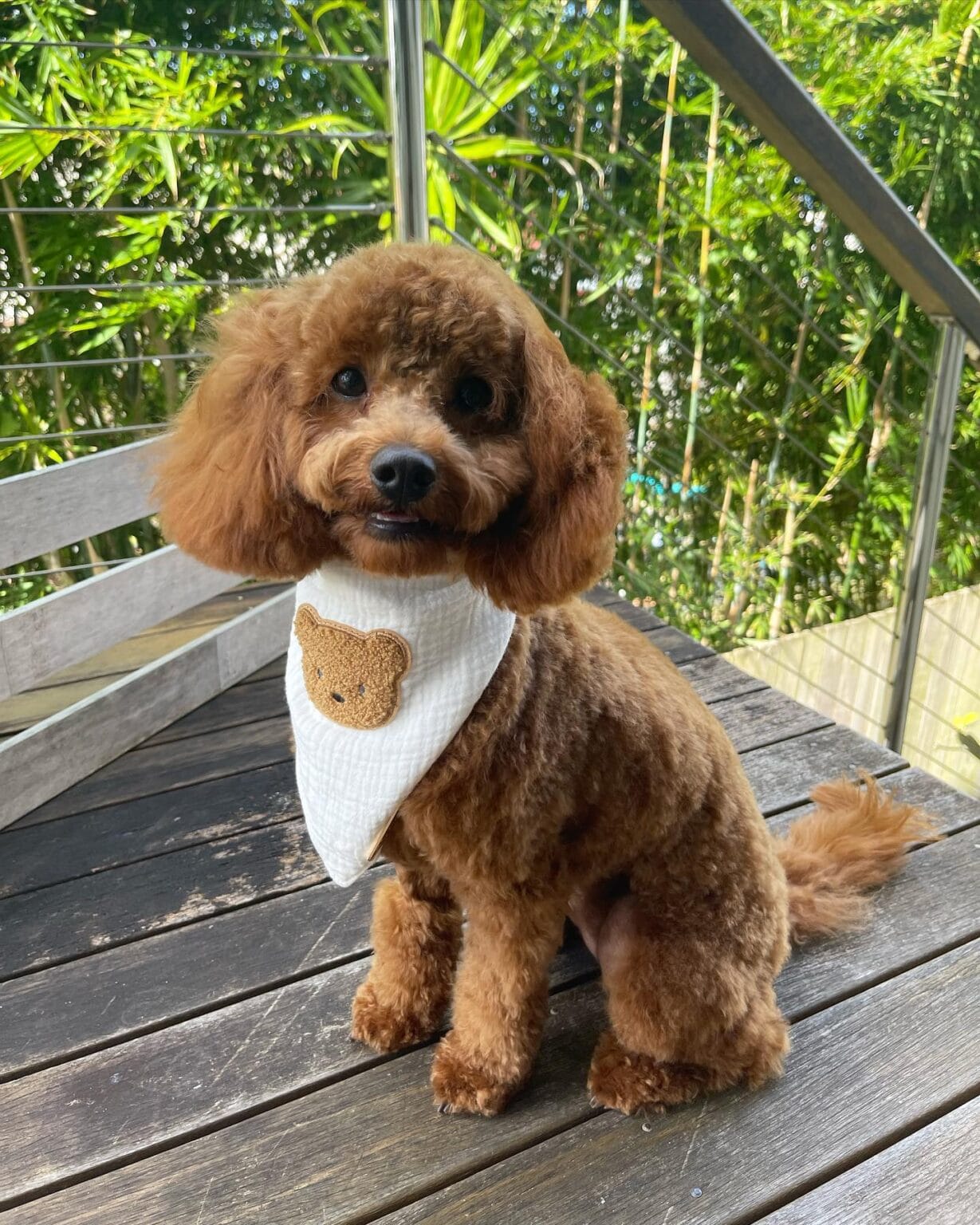Cavapoo Haircuts: How to Keep That Teddy Bear Look Year-Round - Animalsman