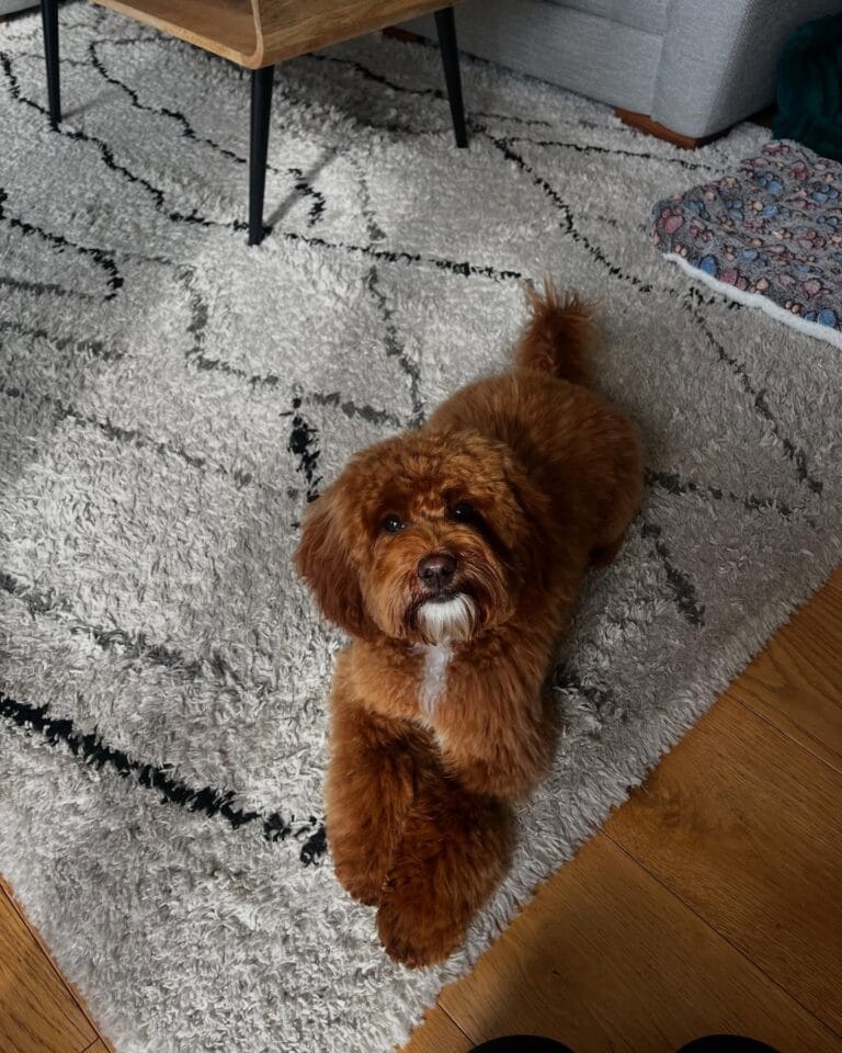 Cavapoo Haircuts: How to Keep That Teddy Bear Look Year-Round - Animalsman