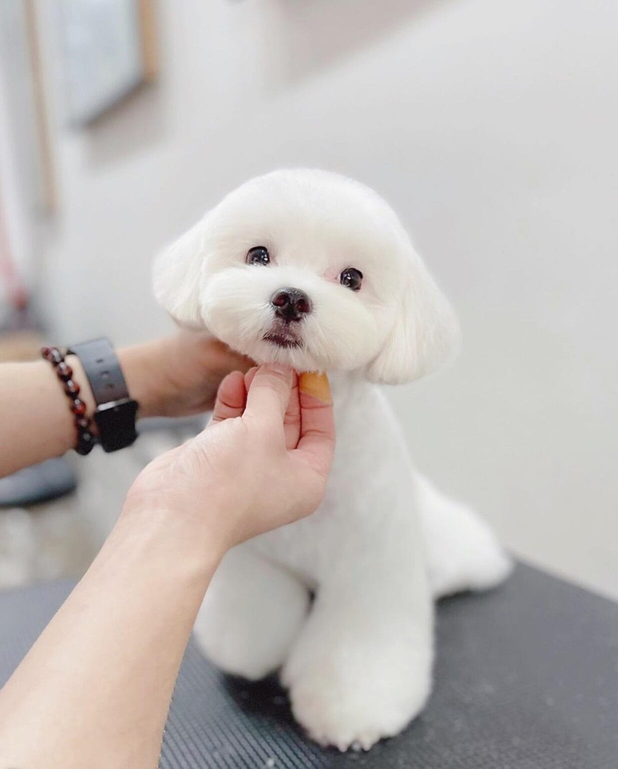 Teddy Bear Dog Haircut Ideas: The Ultimate Guide to an Adorable Look ...