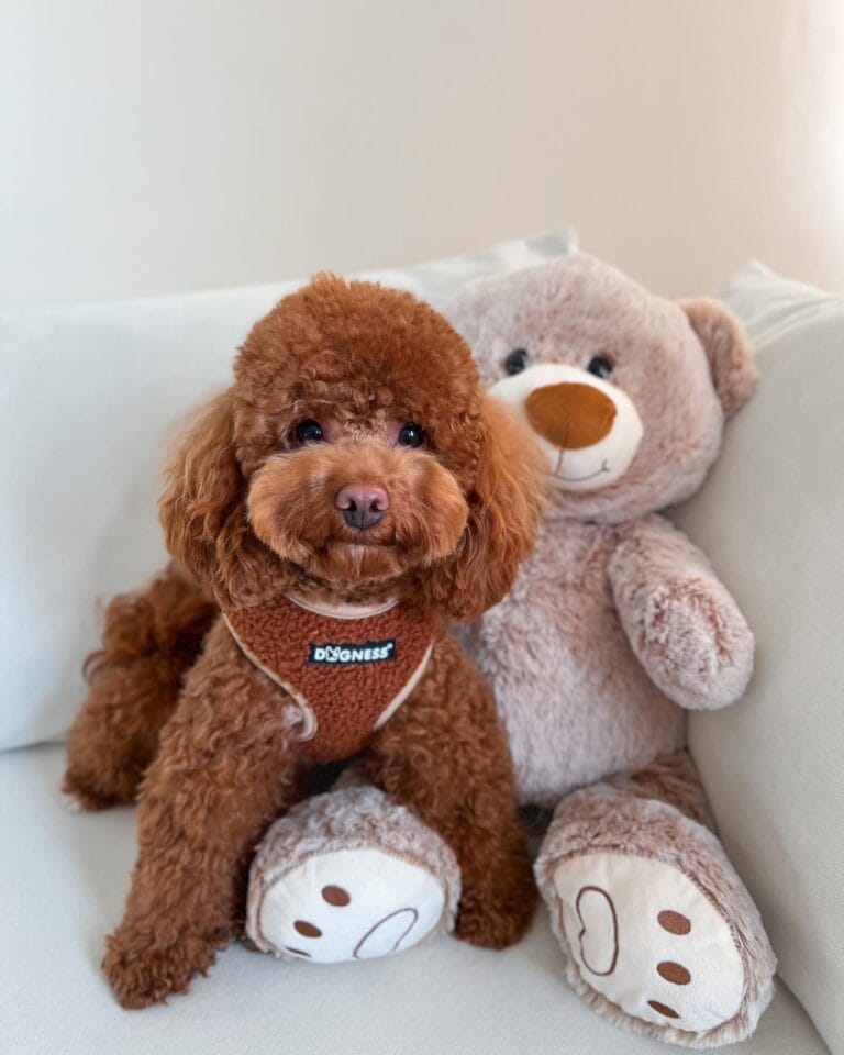 Teddy Bear Dog Haircut Ideas: The Ultimate Guide to an Adorable Look ...
