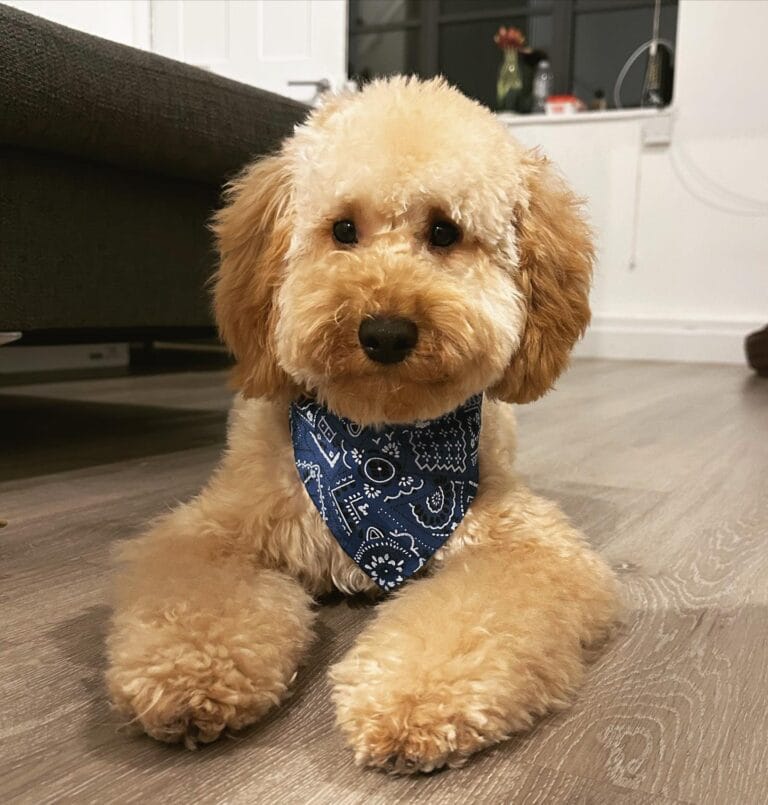 Teddy Bear Dog Haircut Ideas: The Ultimate Guide to an Adorable Look ...