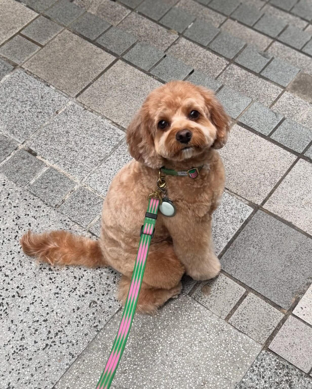 Teddy Bear Dog Haircut Ideas: The Ultimate Guide to an Adorable Look ...