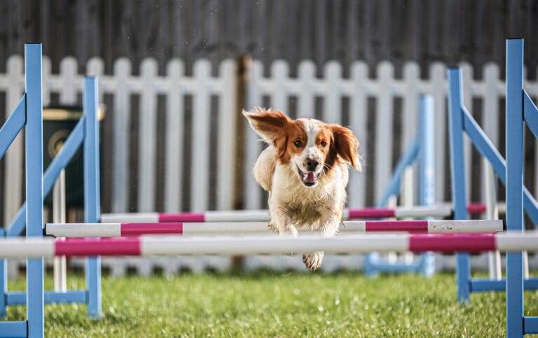 7 DIY Dog Agility Course Ideas for Fun - Animalsman