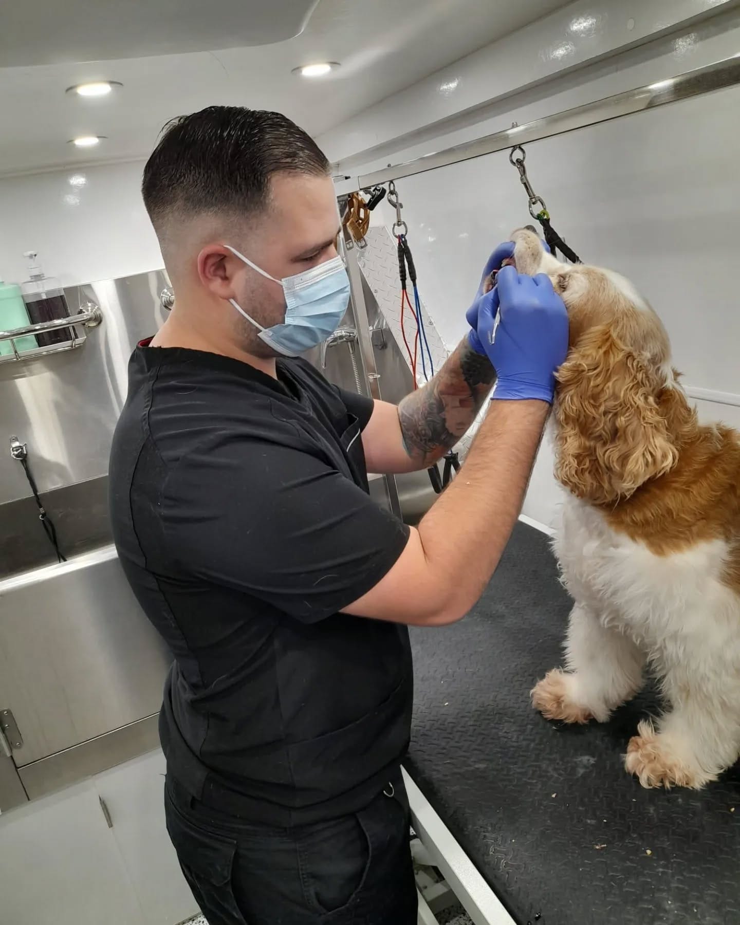 15 Gorgeous Dog Grooming Salon Ideas for the Ultimate Pet Spa Vibe ...