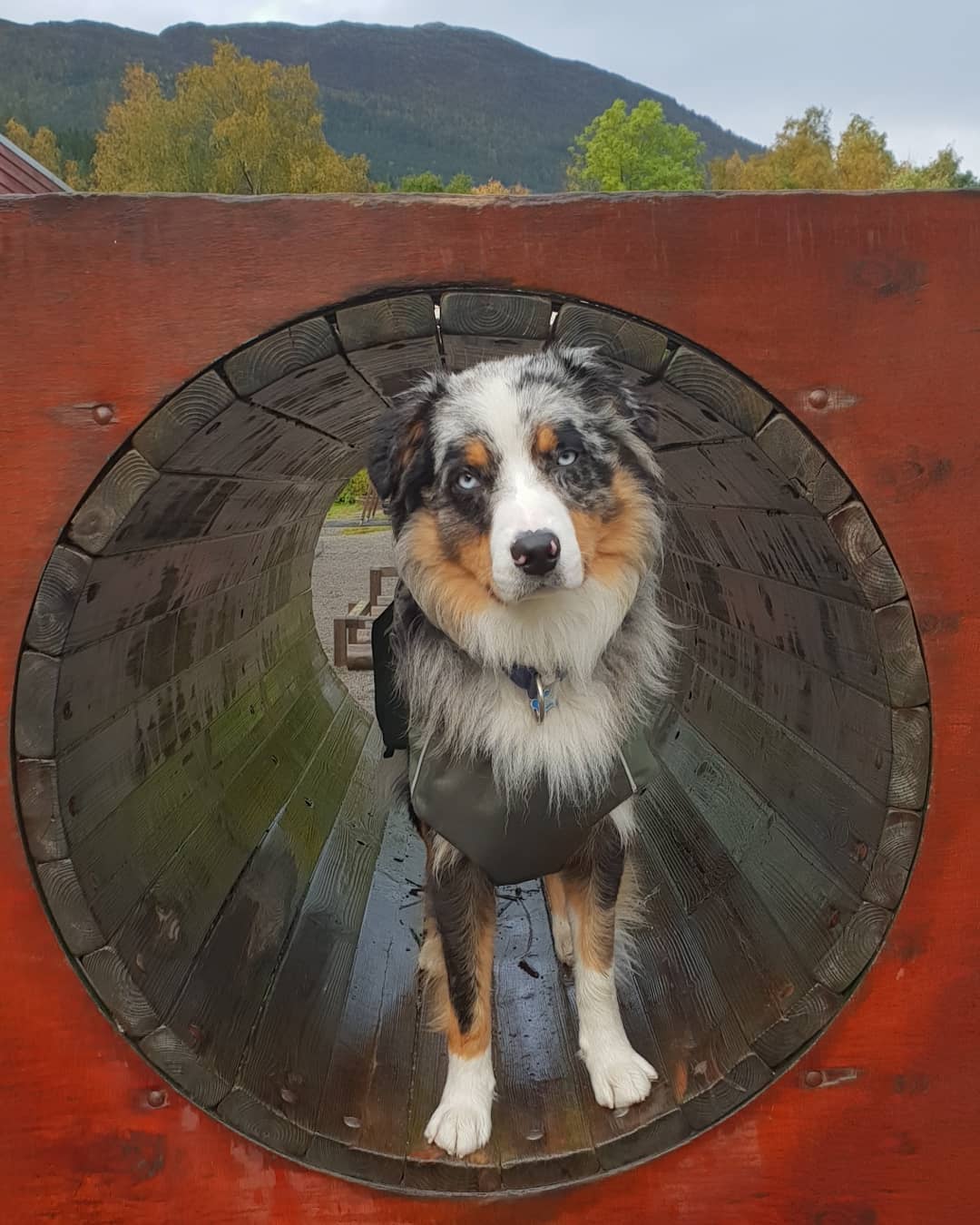 7 DIY Dog Agility Course Ideas for Fun - Animalsman