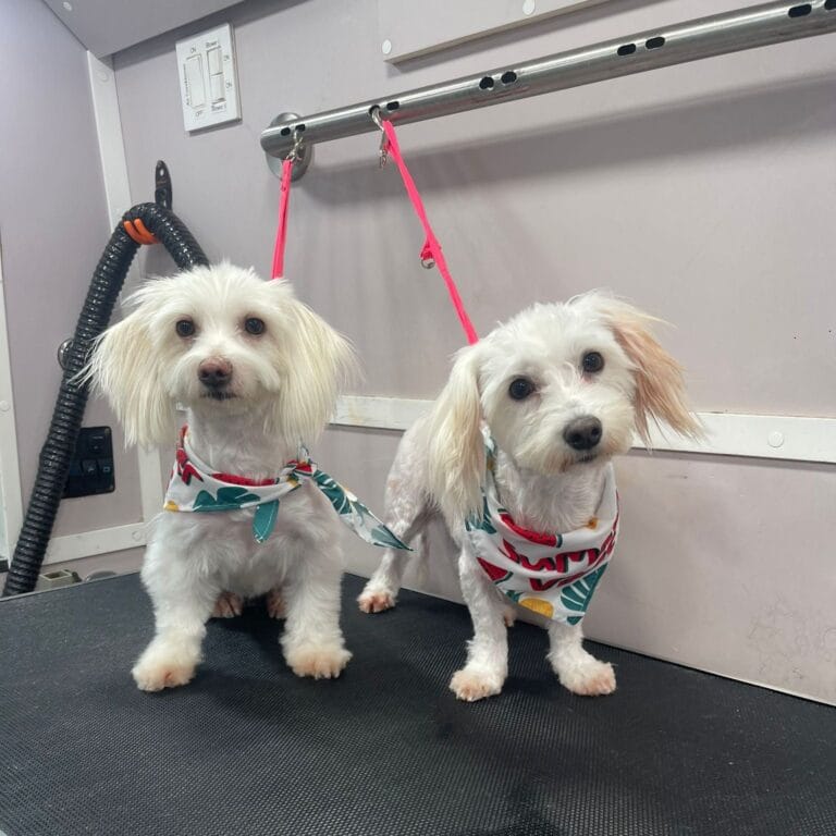 15 Dog Grooming Salon Designs Clients Keep Coming Back For - Animalsman