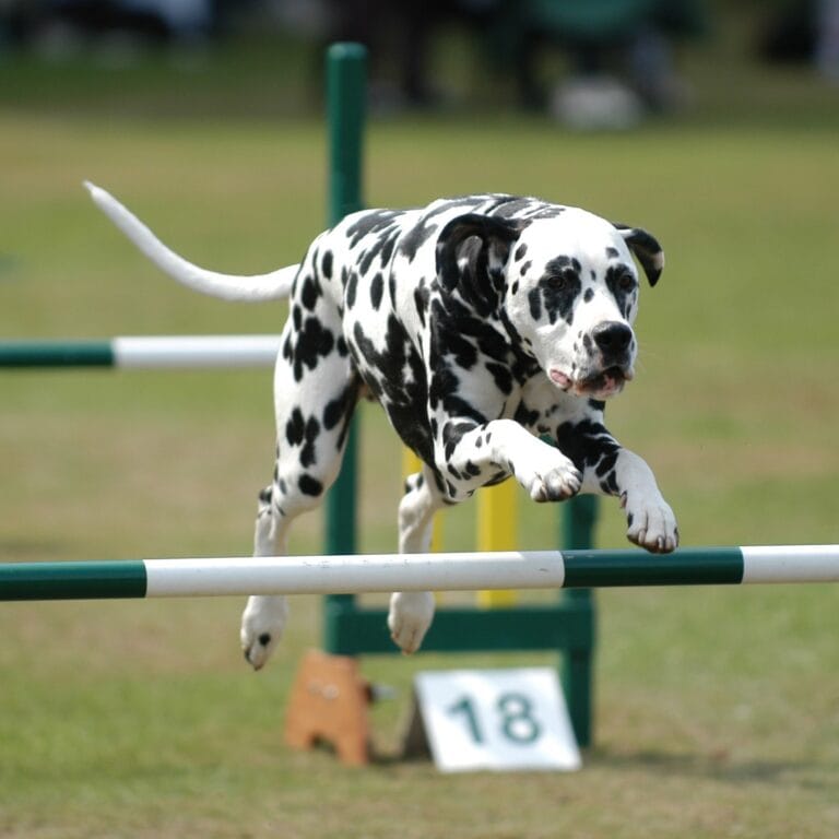 10 Creative Dog Obstacle Course Ideas for Fun - Animalsman