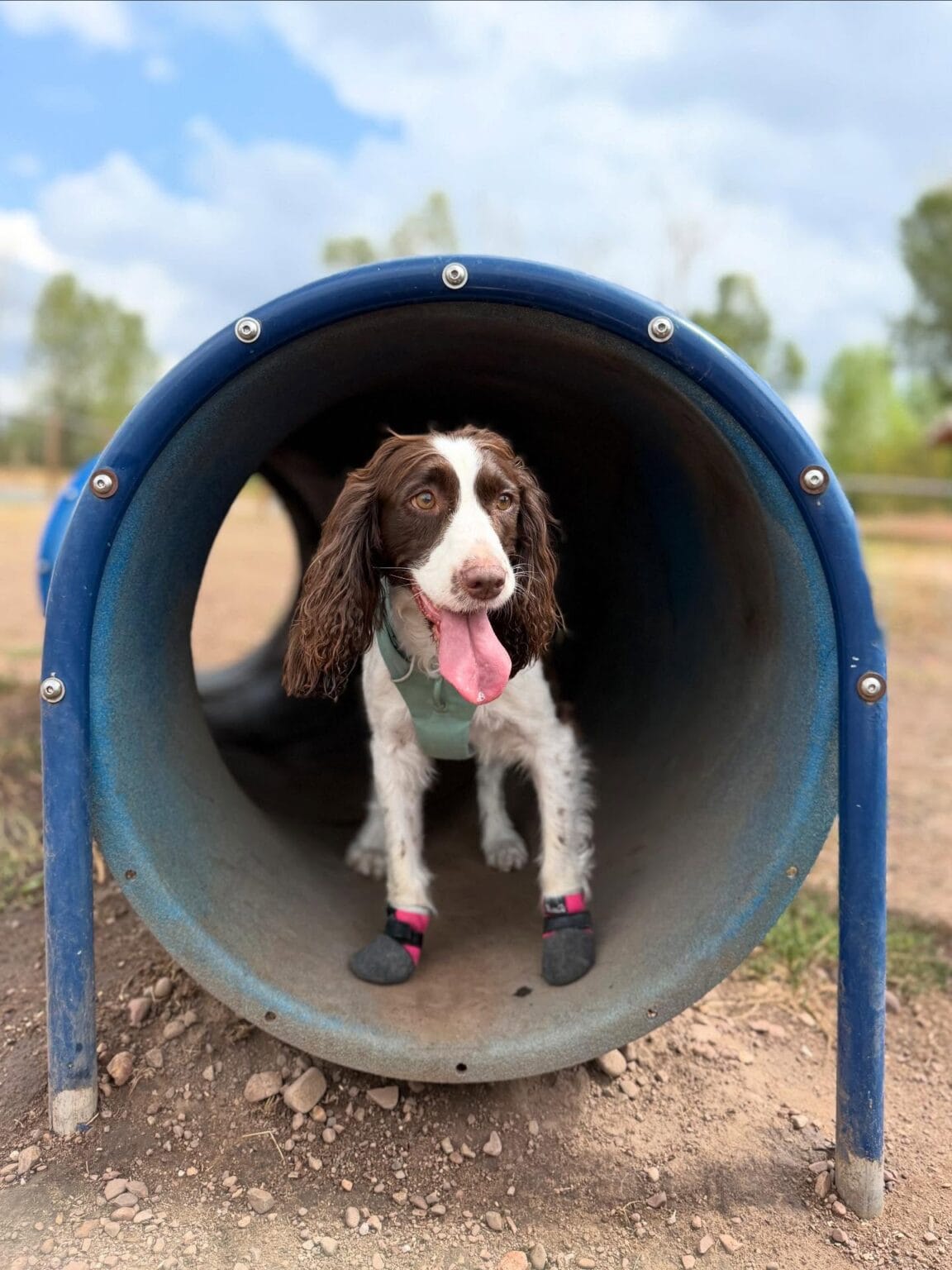 10 Creative Dog Obstacle Course Ideas for Fun - Animalsman