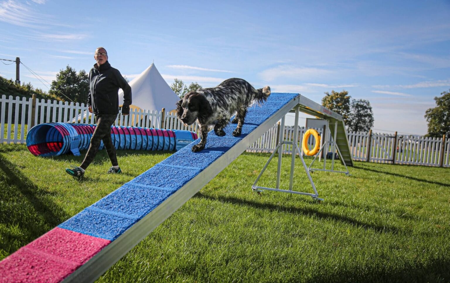 10 Creative Dog Obstacle Course Ideas for Fun - Animalsman