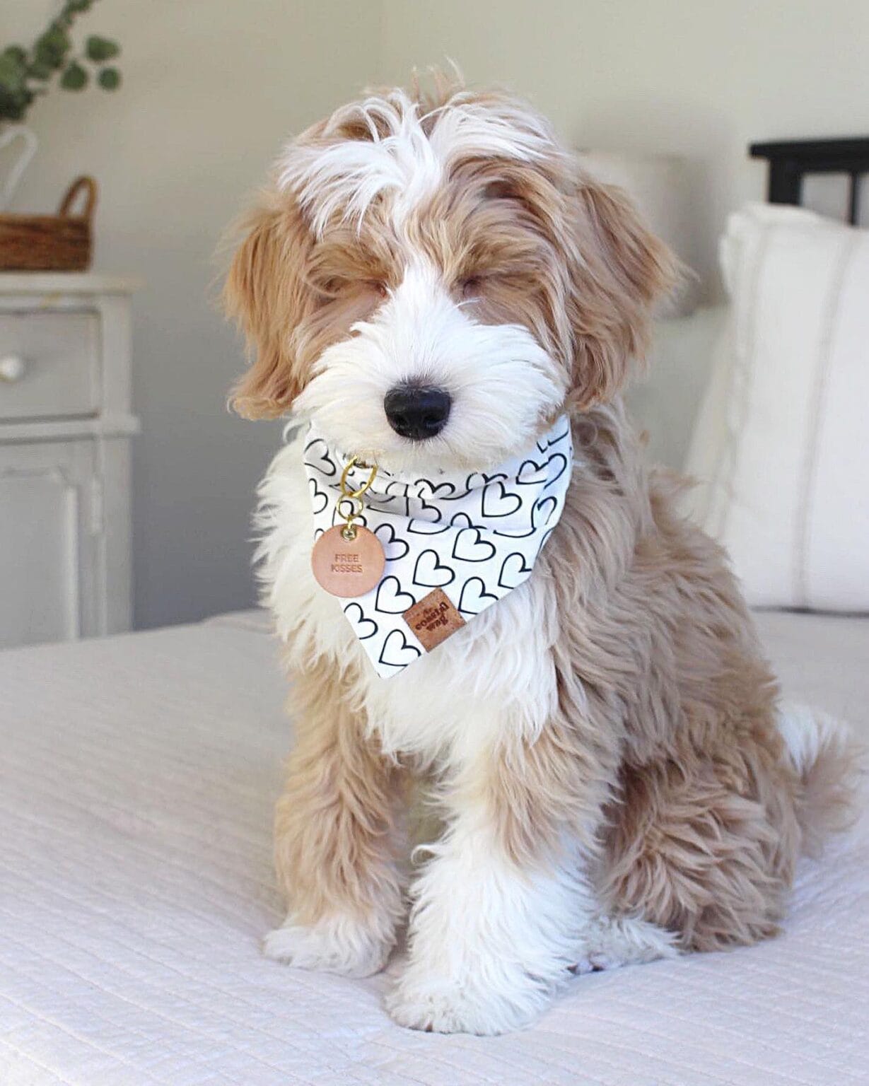 12 DIY Dog Accessories That Look Store-Bought - Animalsman