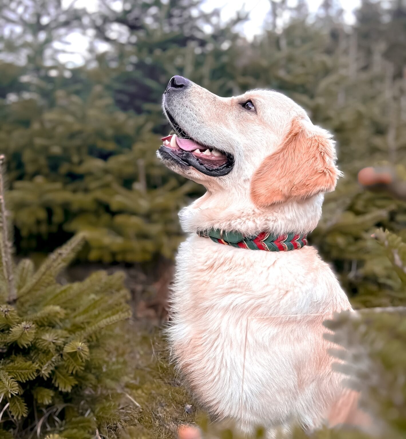 12 Heartfelt Designs for DIY Dog Accessories - Animalsman