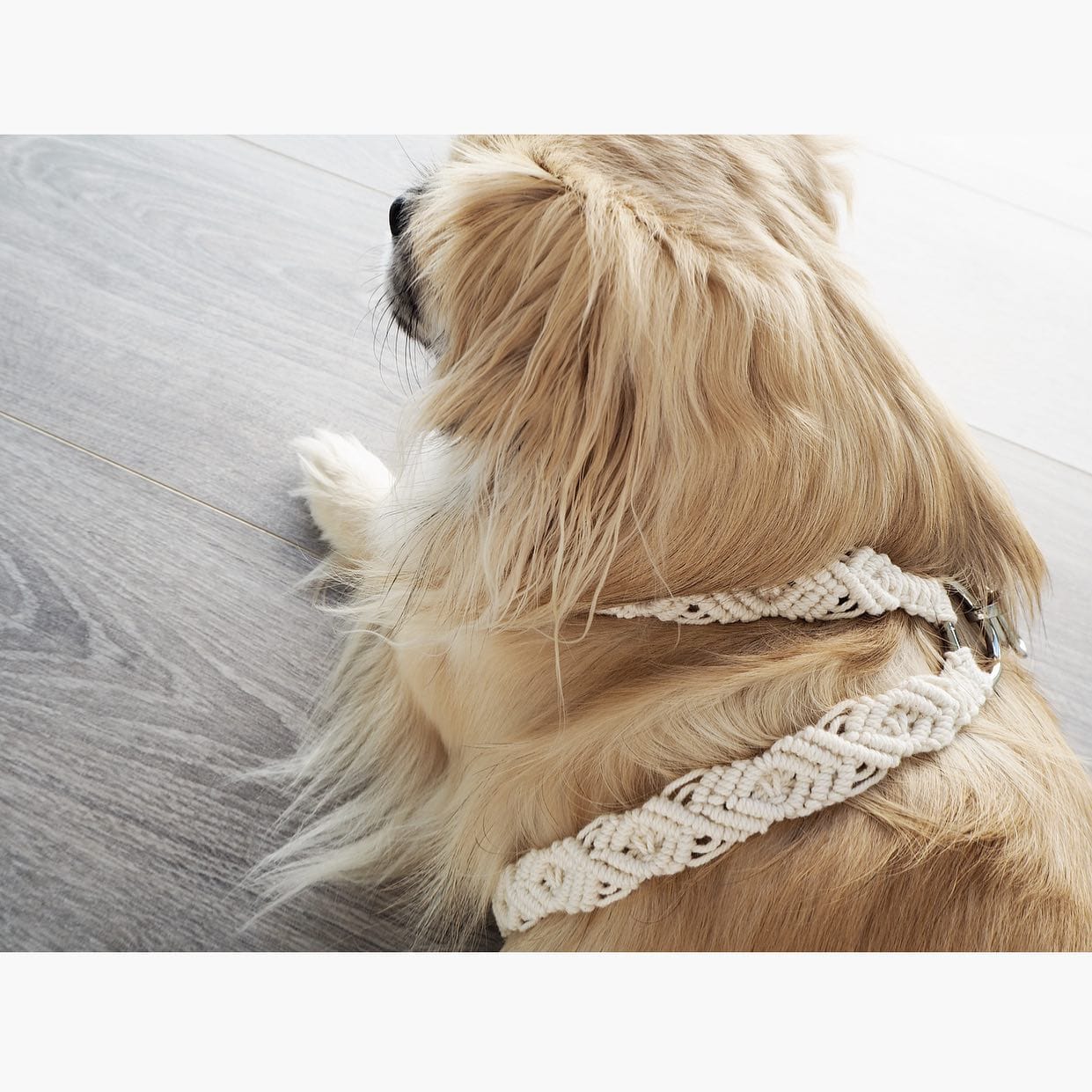 10 Free Dog Harness Sewing Patterns That Actually Fit Properly - Animalsman