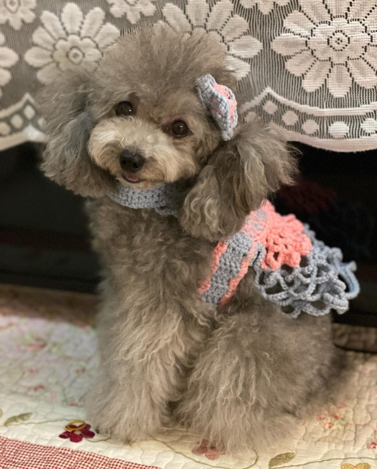 10 Crochet Dog Harness Patterns That Are Soft, Stylish, and Functional ...