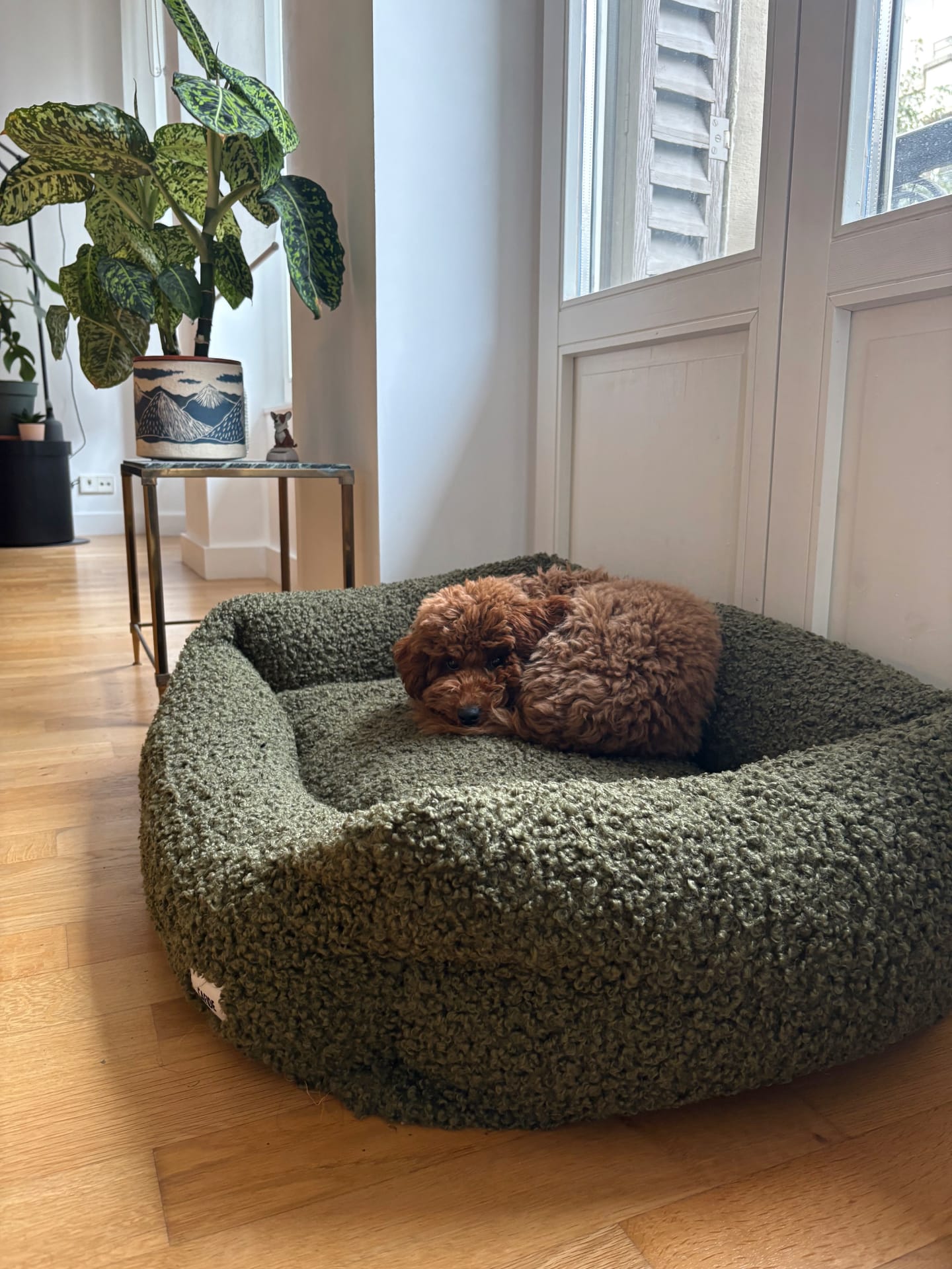Small Apartment? 11 Dog Corner Ideas That Fit Without the Clutter ...