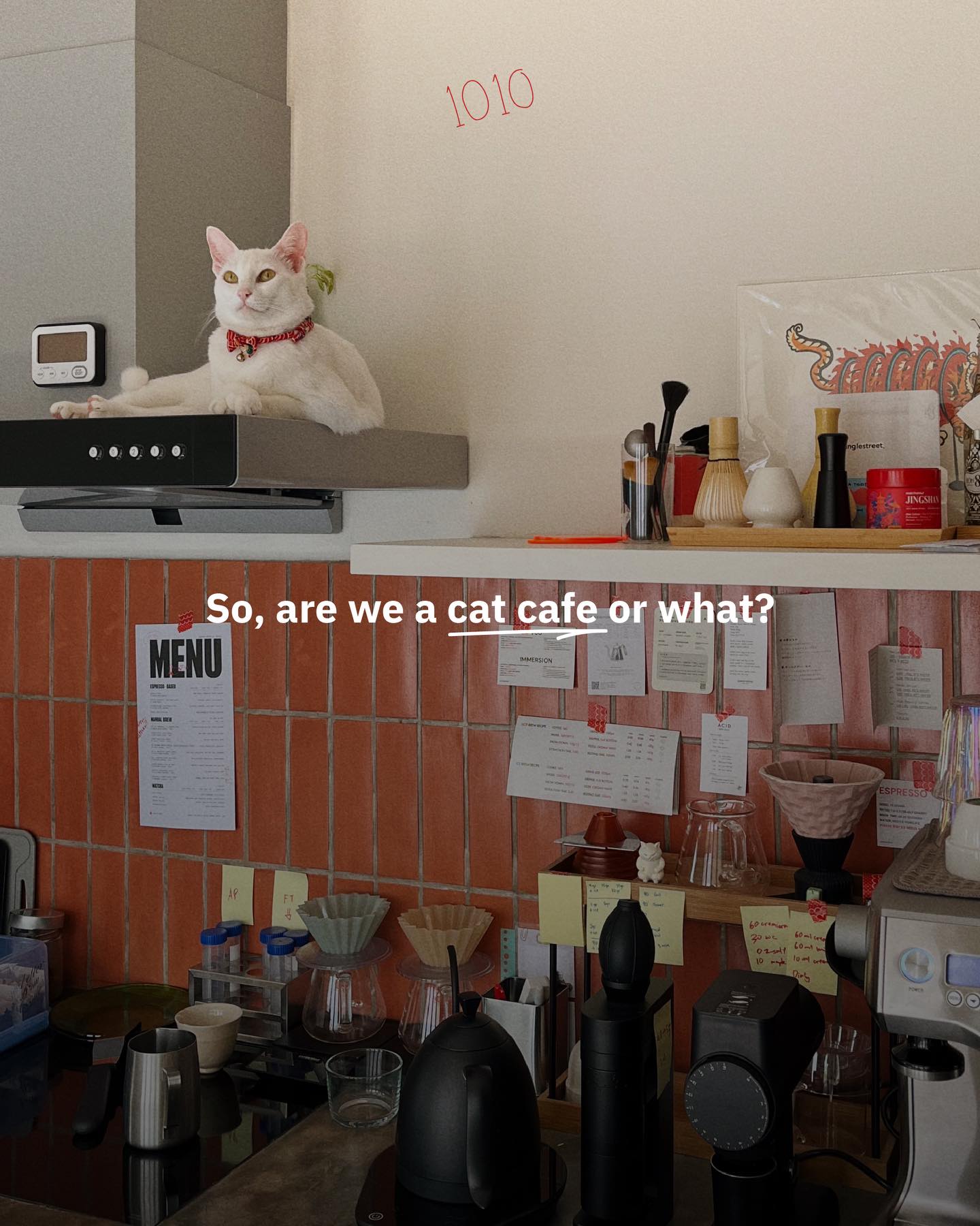 Cat Cafe or Home Setup? These Design Ideas Work for Both - Animalsman