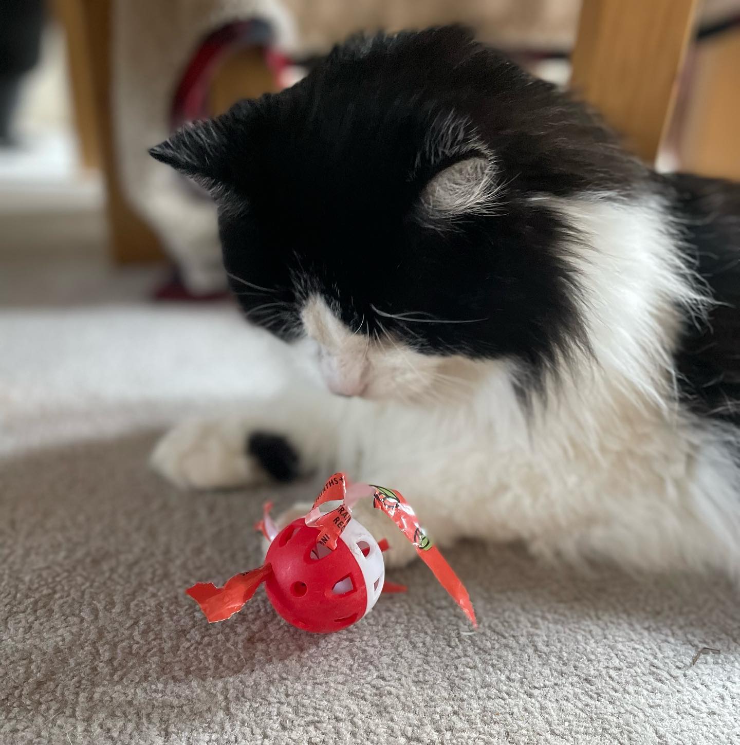 Homemade Cat Toys That Cost Almost Nothing and Last for Weeks - Animalsman