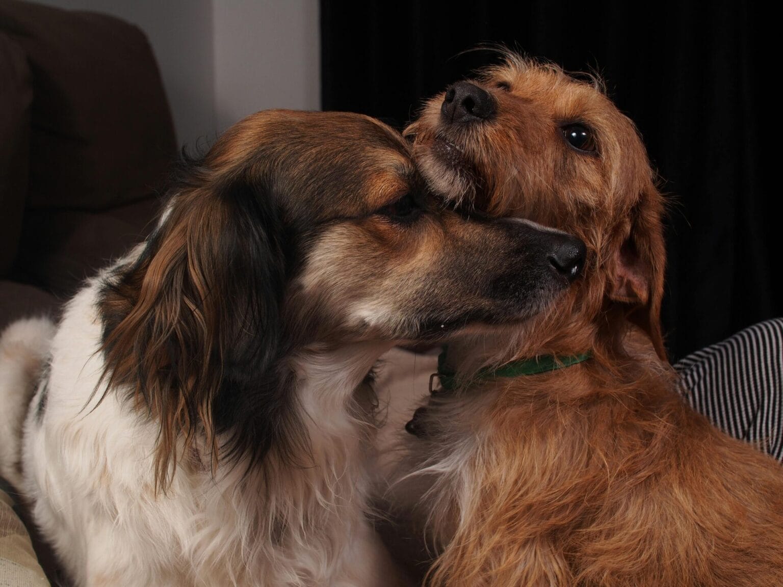 The Ultimate Collection of Heartwarming Dog Quotes - Animalsman