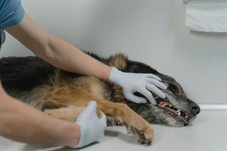 Dog Yeast Infections: What's Really Causing Them and How to Stop It ...
